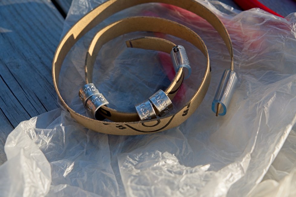 Kulturvandring i Rokke – Pensjonisten